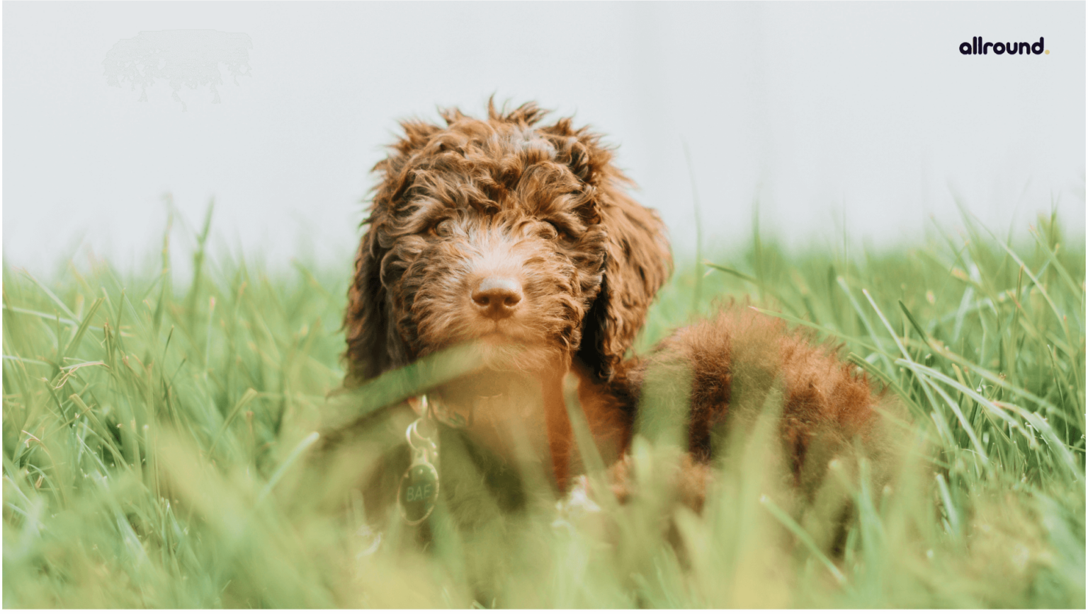 How to Draw a Labradoodle? - Step by Step Drawing Guide for Kids
